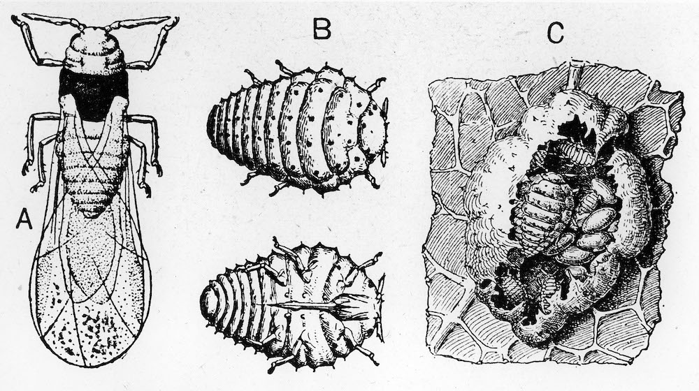 The Evolution of Wine – Silverback Digest
