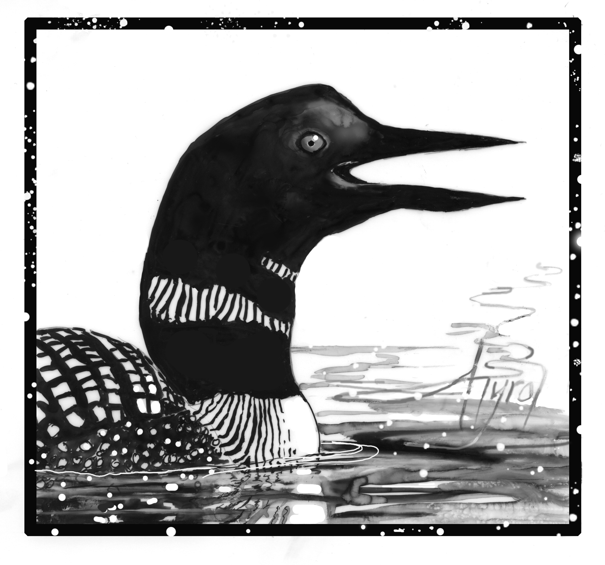 Loon Vocalizations: More Than Meets the Ear – Silverback Digest