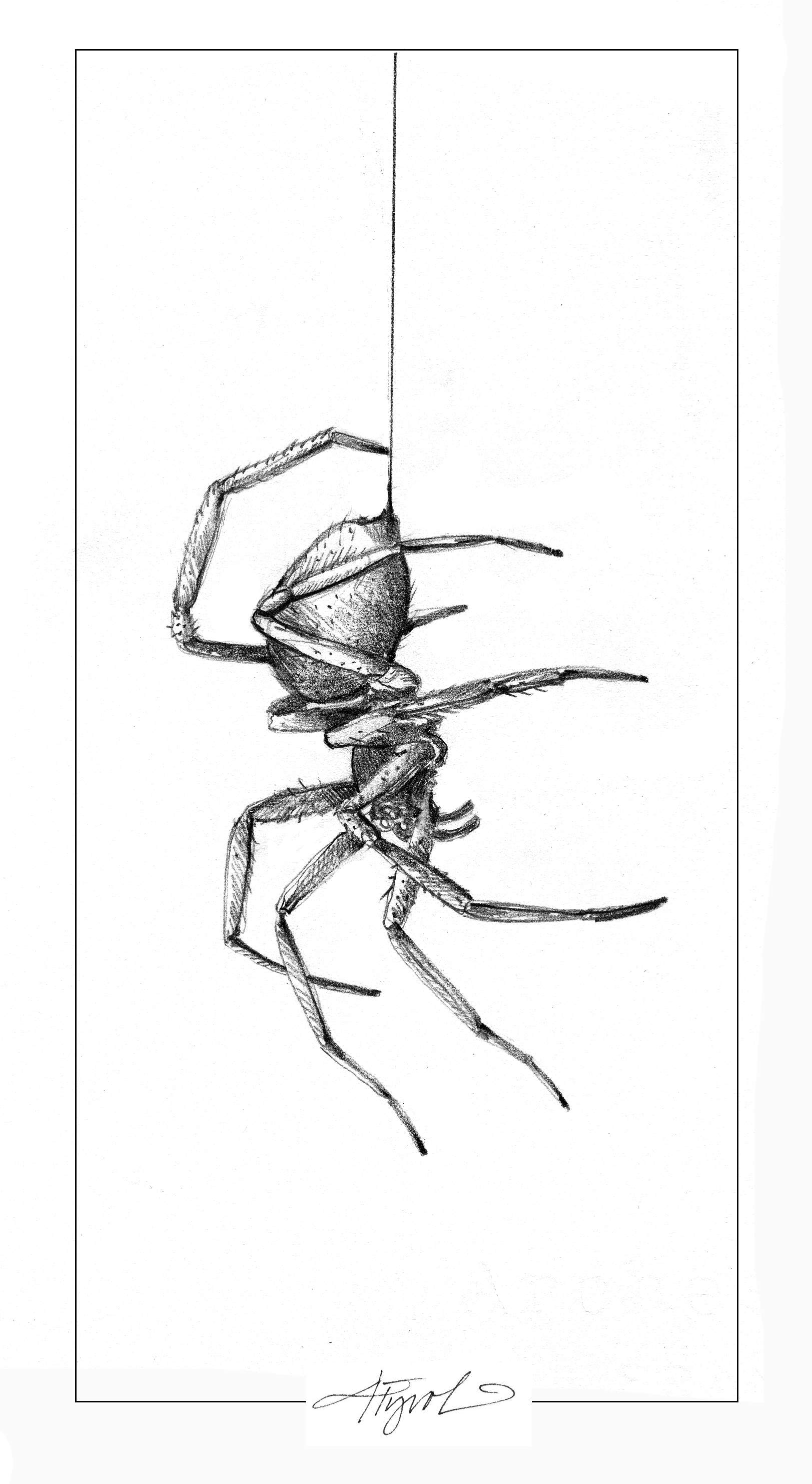 How to Spin a Spider Web – Silverback Digest