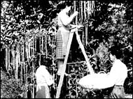 The Swiss Spaghetti Harvest – The Silverback Digest