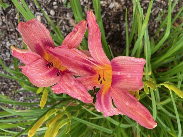 Pictures of Lily – Silverback Digest